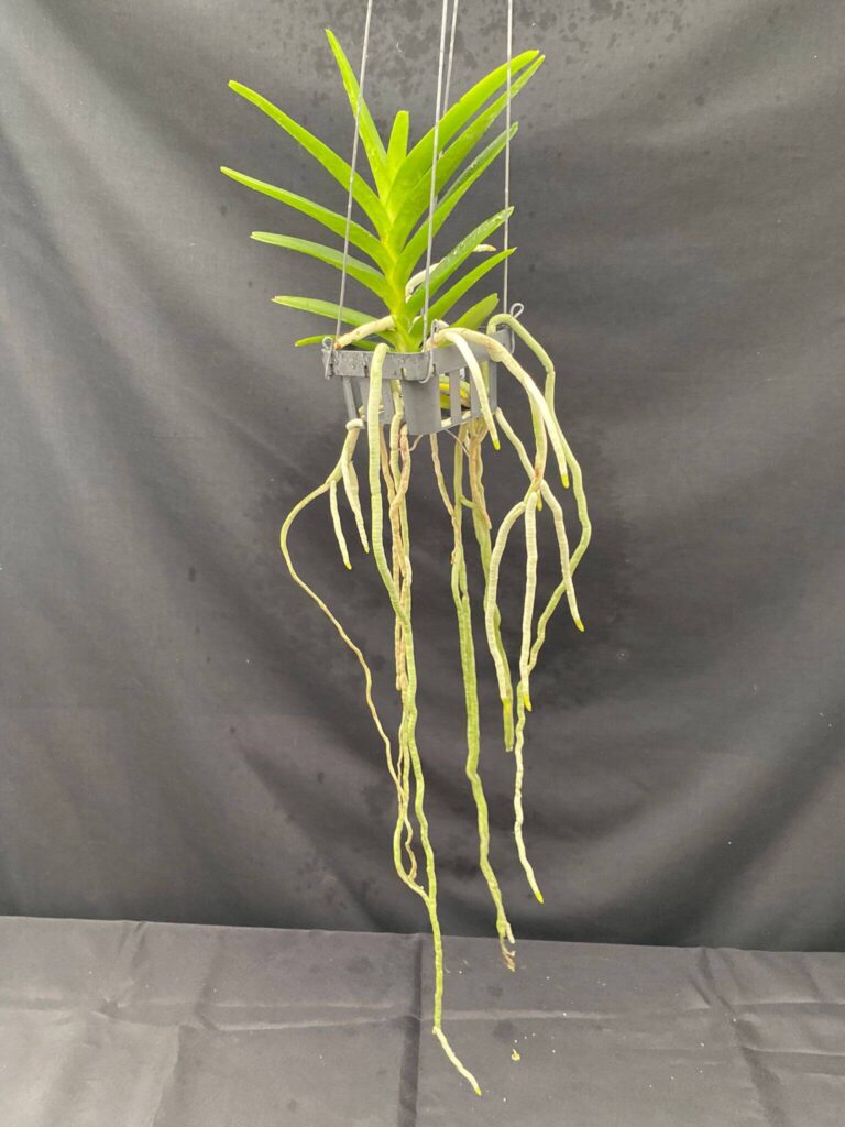 Aerides houlletiana (3″ pot with hanger) – Gardino Nursery