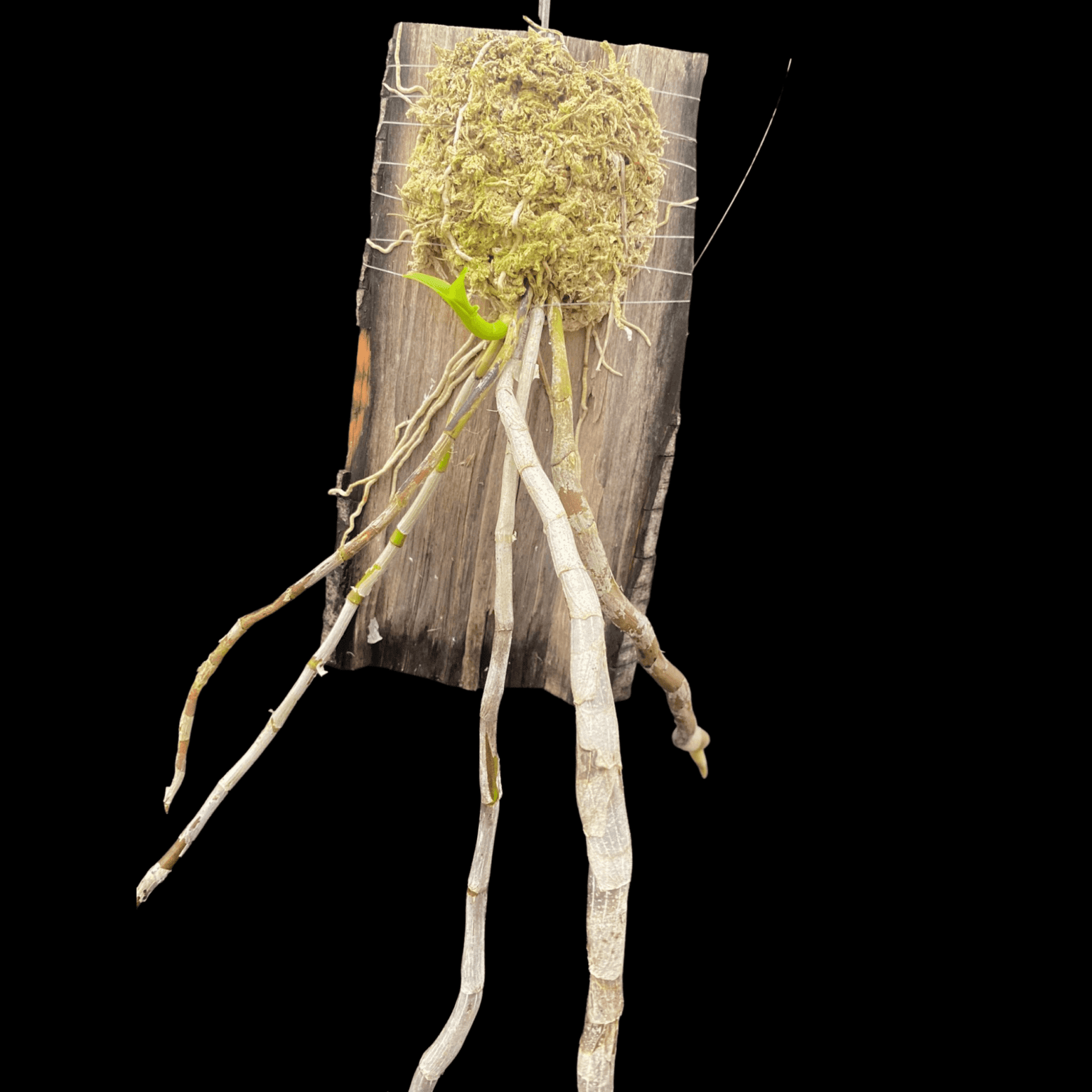 Dendrobium polyanthum (mounted/blooming size) – Gardino Nursery