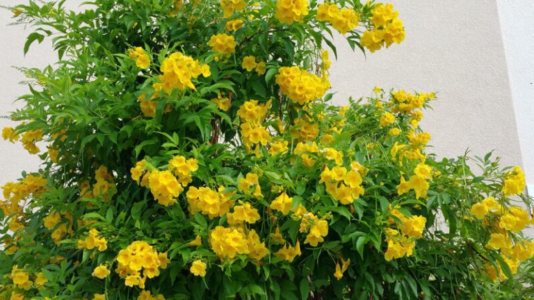 Tecoma stans – Yellow Elder (6″ pot) (Email for availability) – Gardino ...