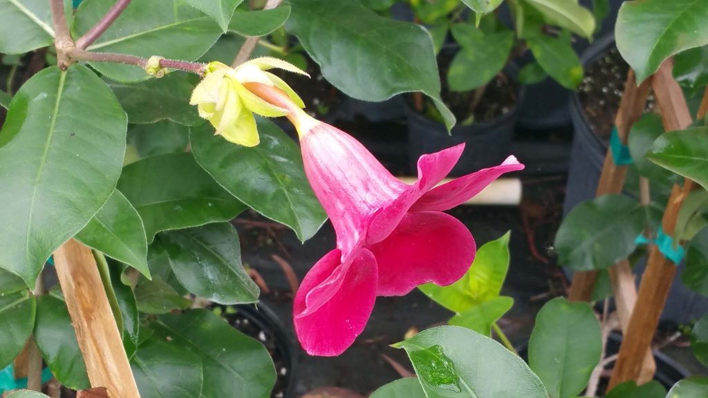 Allamanda ‘Brazilian Red Wine’ (6″ pot) – Gardino Nursery