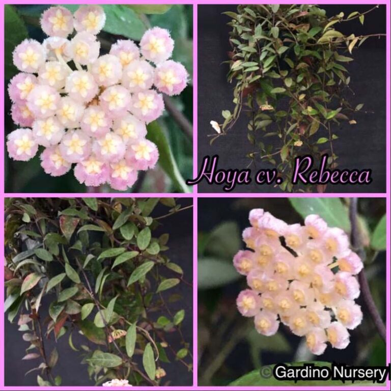 Hoya ‘Rachel’ (3″ pot) – Gardino Nursery