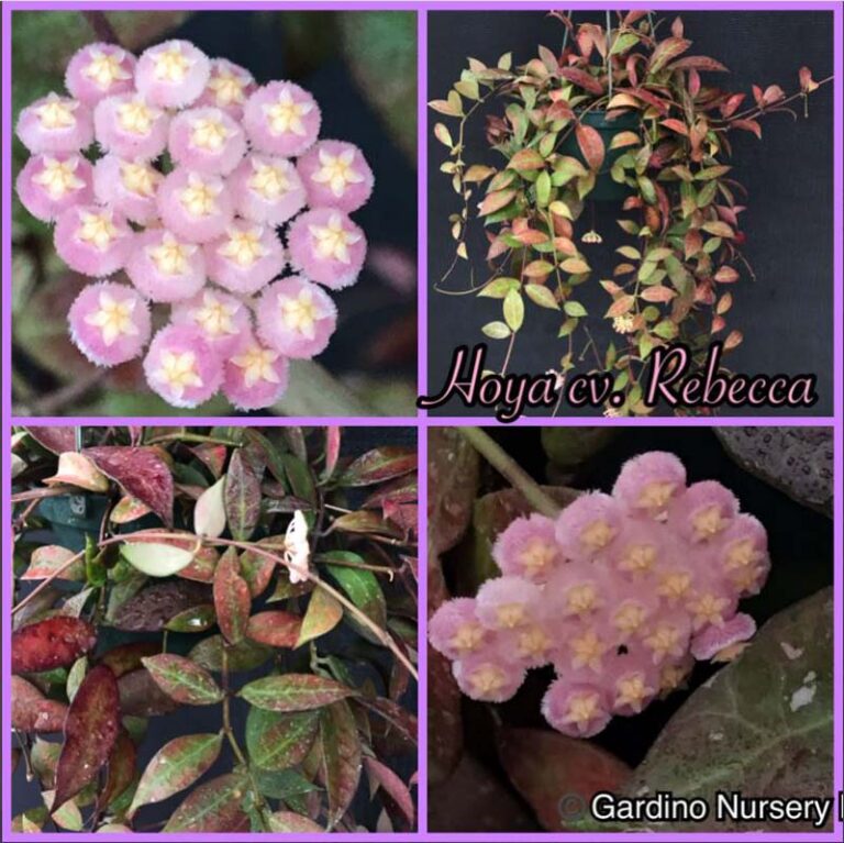 Hoya ‘Rachel’ (3″ pot) – Gardino Nursery