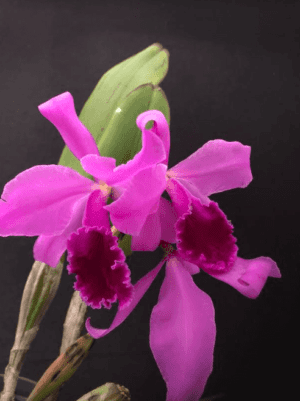 Cattleya labiata ‘Rubra’ (4″ pot) – Gardino Nursery