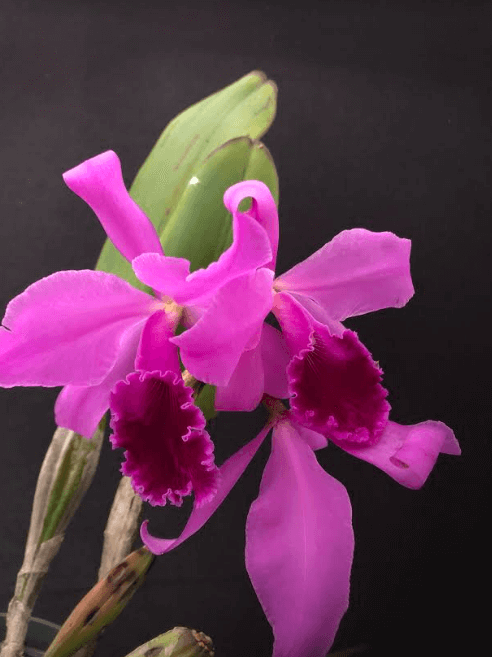 Cattleya labiata ‘Rubra’ (4″ pot) – Gardino Nursery