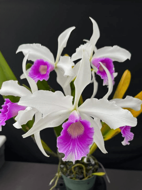 Laelia purpurata var. ‘Roxo Bispo’ (please check back in summer 2024 ...
