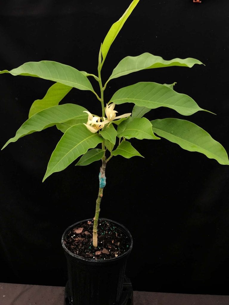 Magnolia (Michelia) x alba – White champaca (6″ pot graft) – Gardino ...