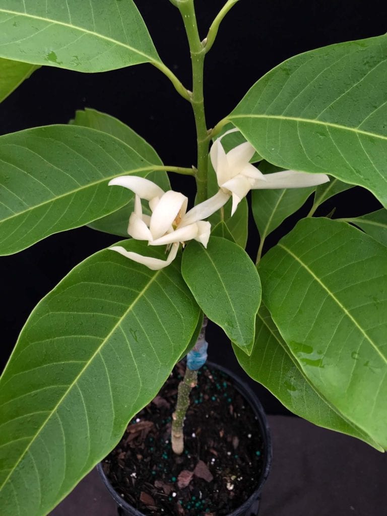 Magnolia (Michelia) x alba – White champaca (6″ pot graft) – Gardino ...