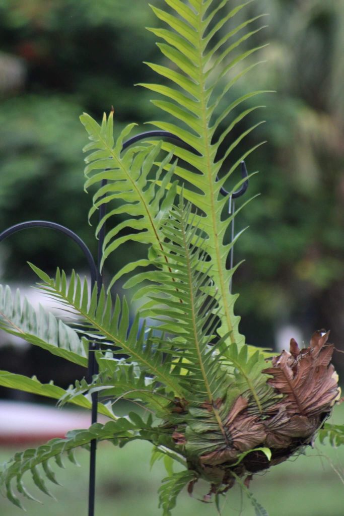 Aglaomorpha coronans – Snake Fern – Gardino Nursery