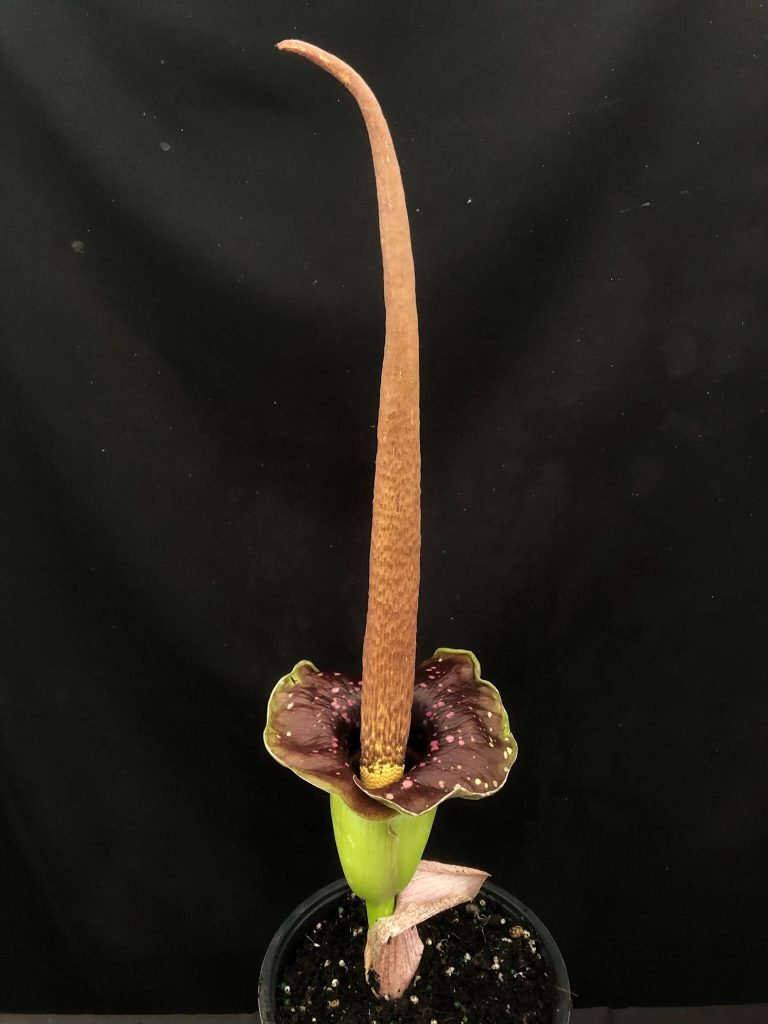 Amorphophallus konjac – Devil’s Tongue – Purple Voodoo Lily (4″ pot ...