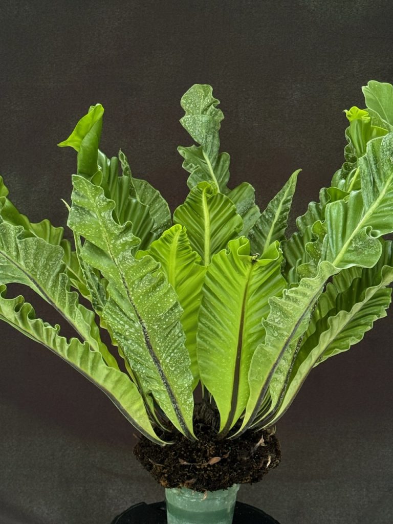 Asplenium nidus ‘Cobra’ – Bird’s Nest Fern (6″ pot) – Gardino Nursery