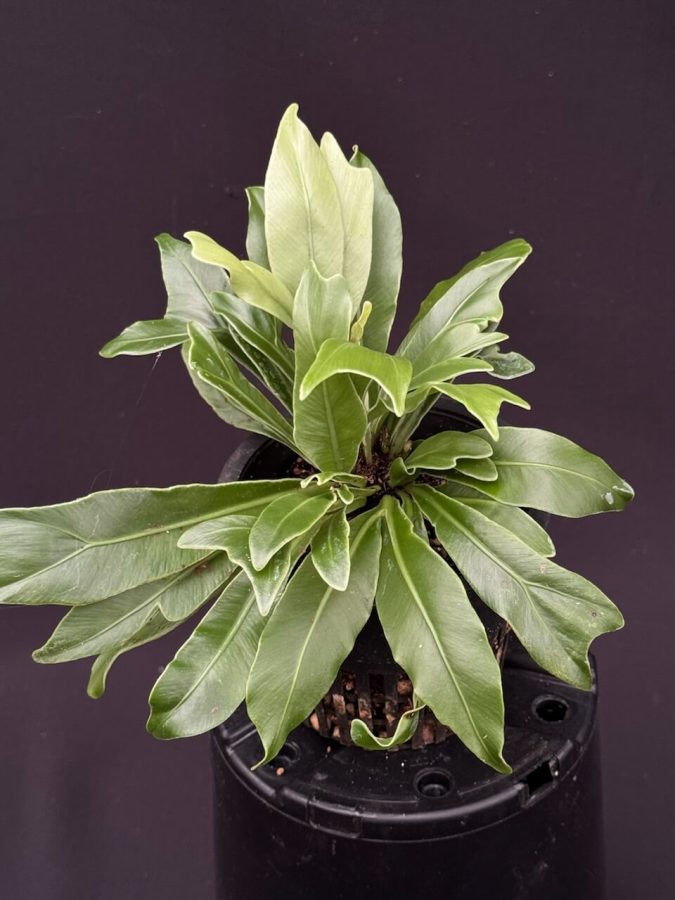 Asplenium nidus ‘Swallow Tail Dwarf’ (Email for availability) – Gardino ...
