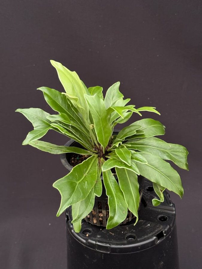 Asplenium nidus ‘Swallow Tail Dwarf’ (Email for availability) – Gardino ...