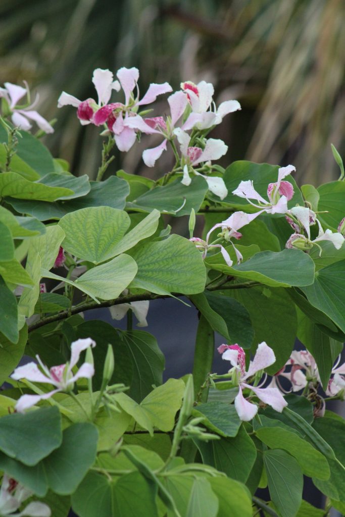 Bauhinia monandra – Napoleon’s plume – Pink Bauhinia (4″ pot) – Gardino ...