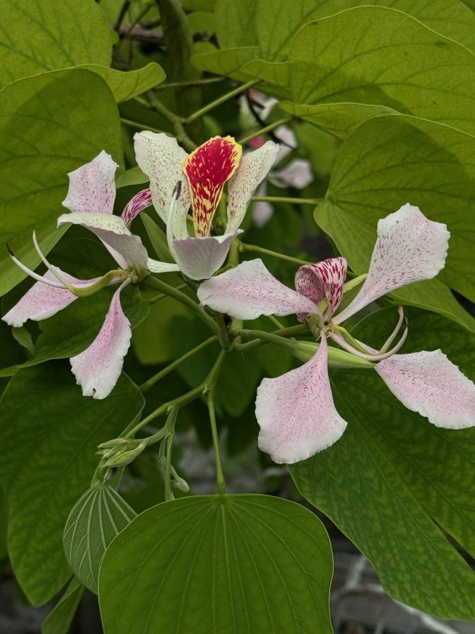 Bauhinia monandra – Napoleon’s plume – Pink Bauhinia (4″ pot) – Gardino ...