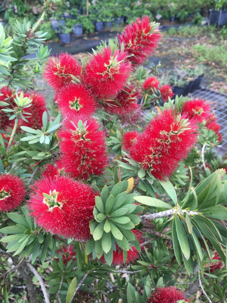 Callistemon citrinus ‘Little John’ – Dwarf Bottlebrush (6″ pot ...