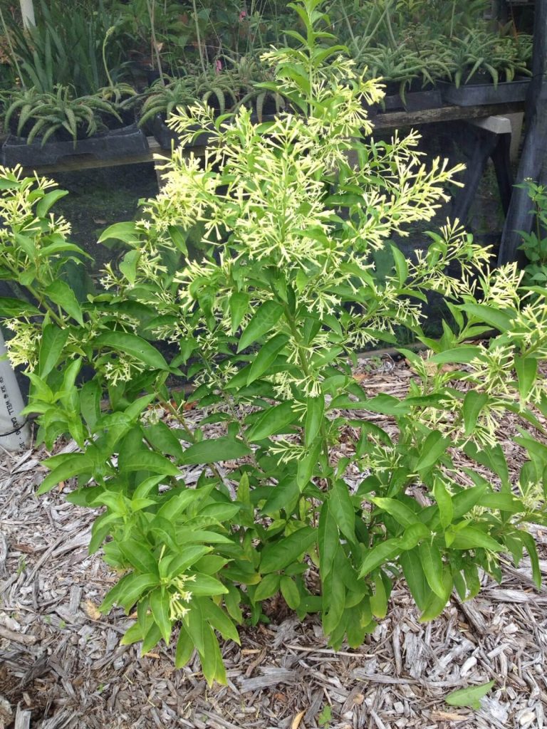 Cestrum nocturnum – Night Blooming Jasmine (4″ pot) (may ship pruned ...