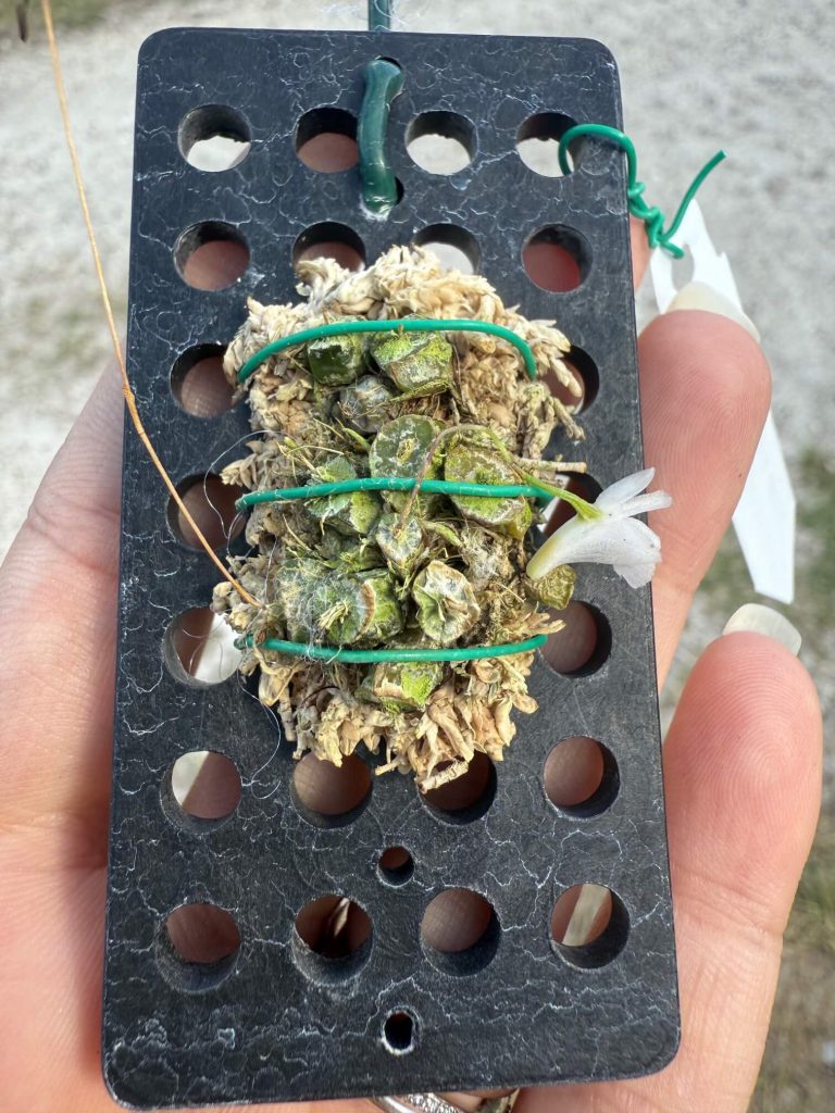 Conchidium extinctorium (mounted) – Gardino Nursery