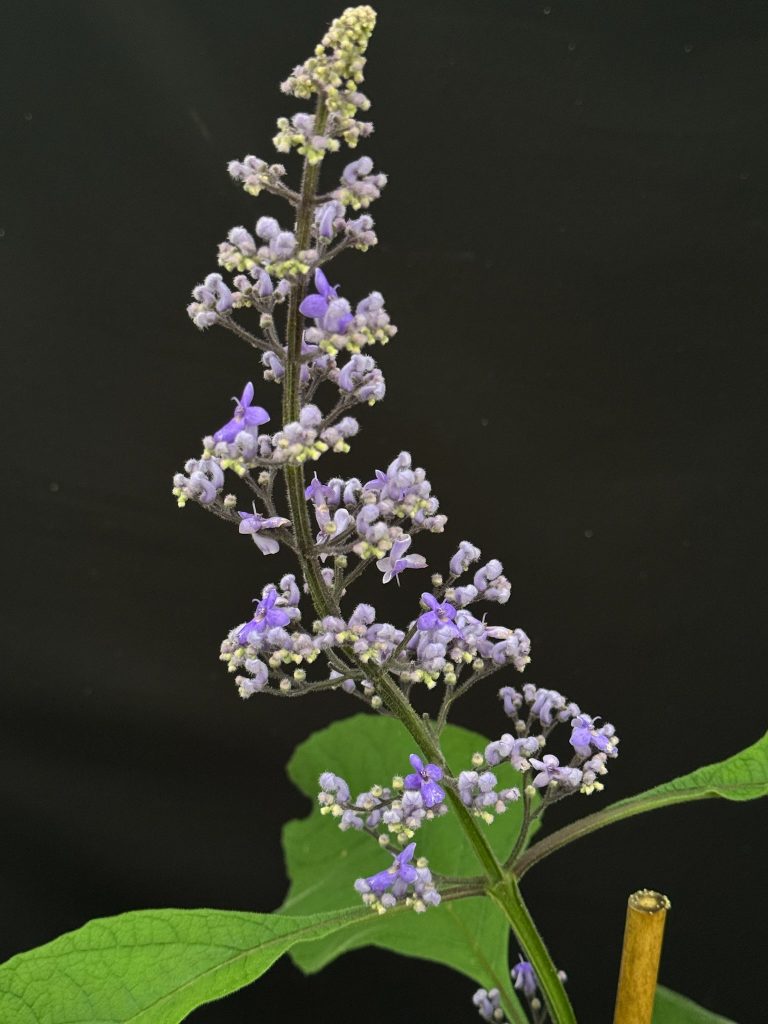 Cornutia grandiflora – Tropical Lilac – Gardino Nursery