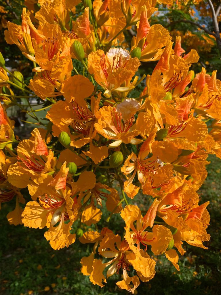 Delonix regia var. flavida – Yellow Poinciana (Please, email us for ...