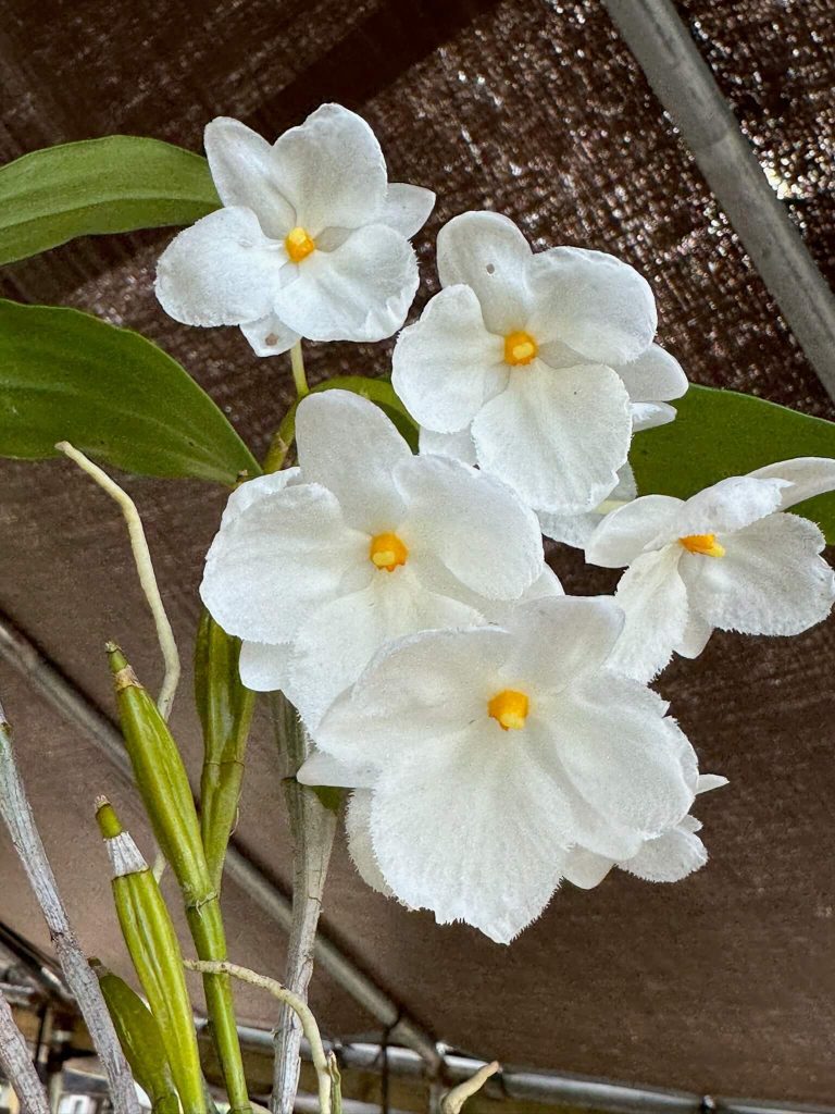 Dendrobium farmeri (petaloid album ‘Alba’) – Gardino Nursery