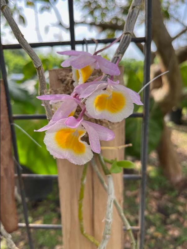Dendrobium polyanthum (mounted/blooming size) – Gardino Nursery
