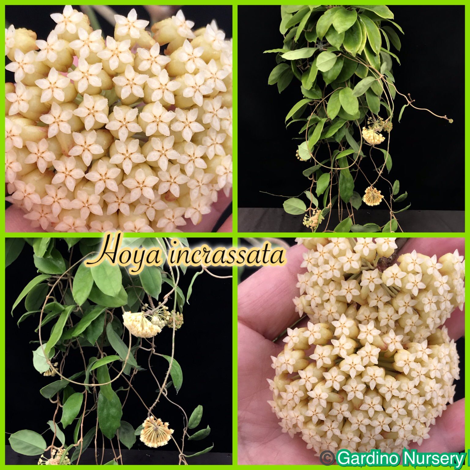 Hoyas – Gardino Nursery