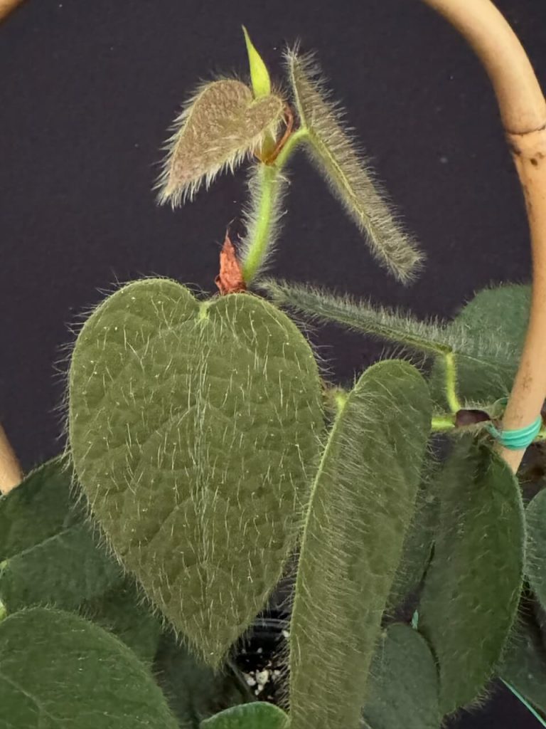 Ficus villosa – Shaggy Leaf Fig (on request only/email with zip code ...