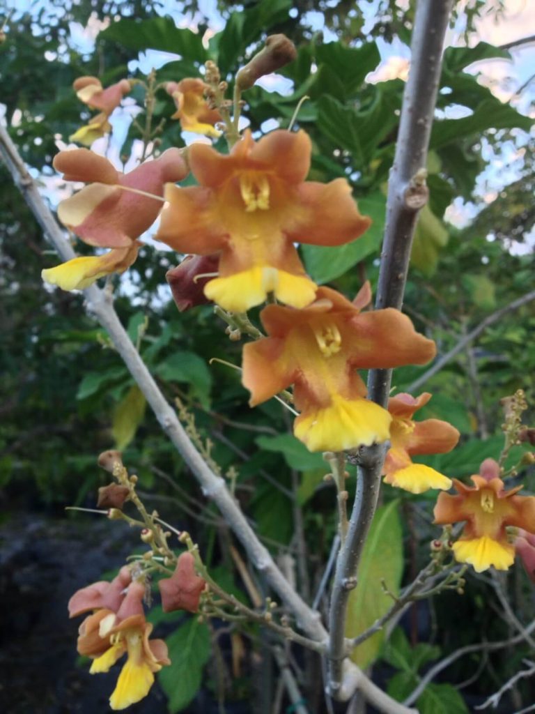 Gmelina arborea (Email for availability) – Gardino Nursery