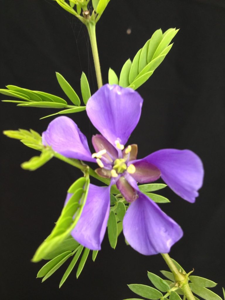 Guaiacum sanctum – Holywood Lignum Vitae (4″ pot) – Gardino Nursery