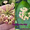 Hoyas – Gardino Nursery
