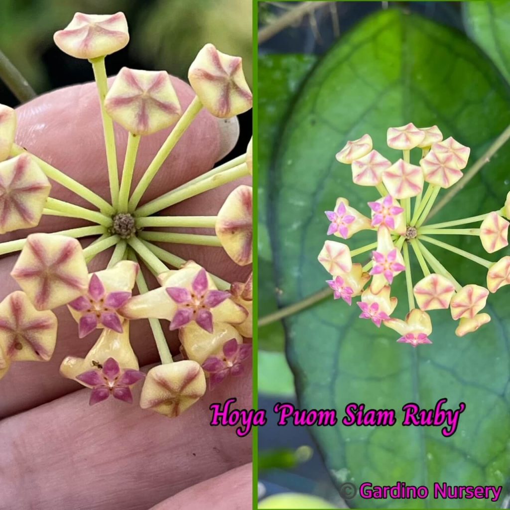 Hoyas – Page 3 – Gardino Nursery