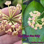 Hoyas – Gardino Nursery