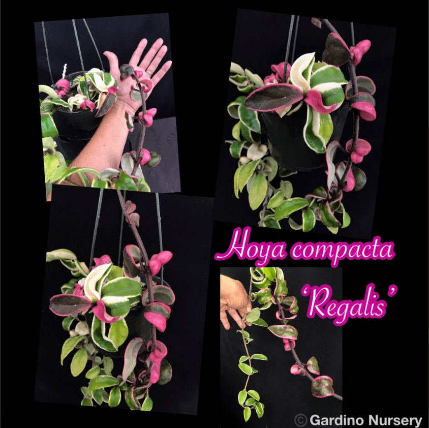 Hoya compacta ‘Regalis’ – Variegated Rope Hoya (4″ pot) – Gardino Nursery