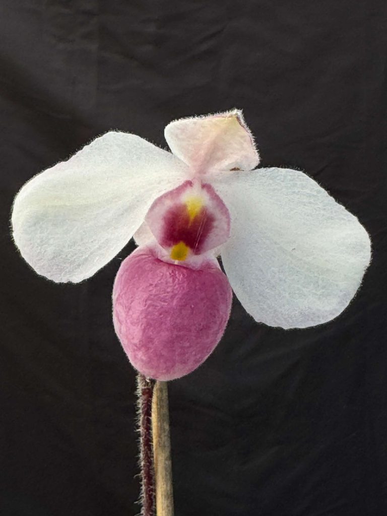 Paphiopedilum delenatii var. dunkel (3″ pot) – Gardino Nursery