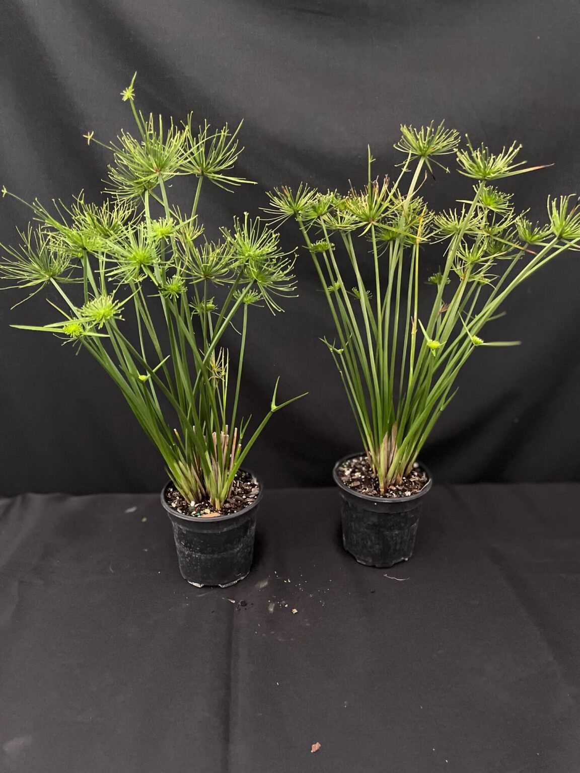 Cyperus isocladus – Dwarf Papyrus (4″ pot) – Gardino Nursery