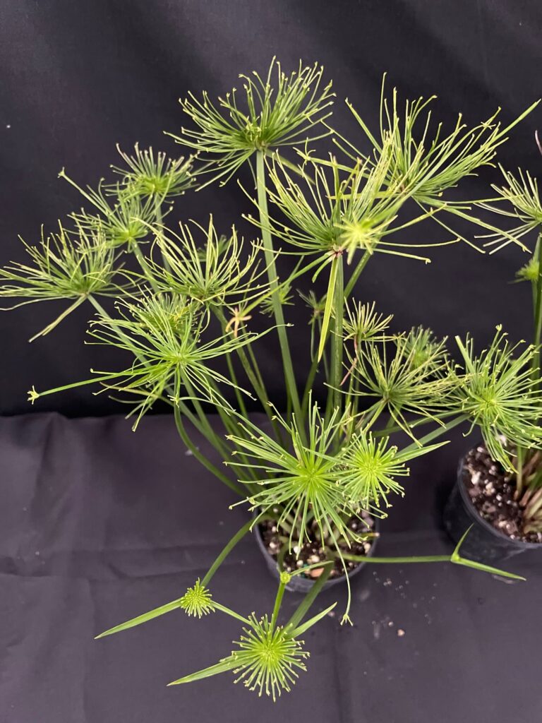 Cyperus isocladus – Dwarf Papyrus (4″ pot) – Gardino Nursery