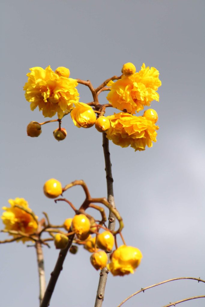 Cochlospermum vitifolium ‘Florepleno’ – Double Buttercup Tree (6″ pot ...