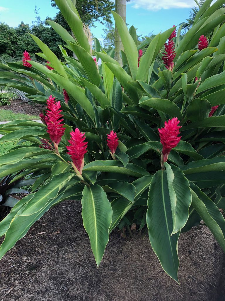 Alpinia purpurata – Red Ginger (6″ pot) – Gardino Nursery