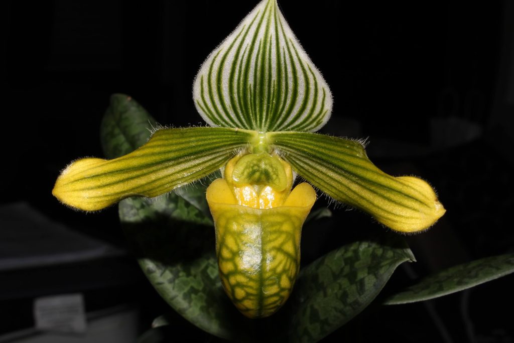 Paphiopedilum venustum var. alba (4″ pot) – Gardino Nursery