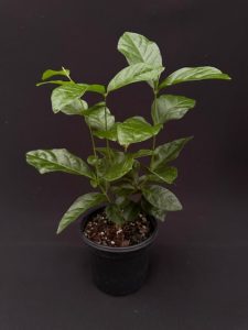 Jasminum sambac ‘Mysore Mulli’ – Arabian Jasmine (4″ pot) – Gardino Nursery