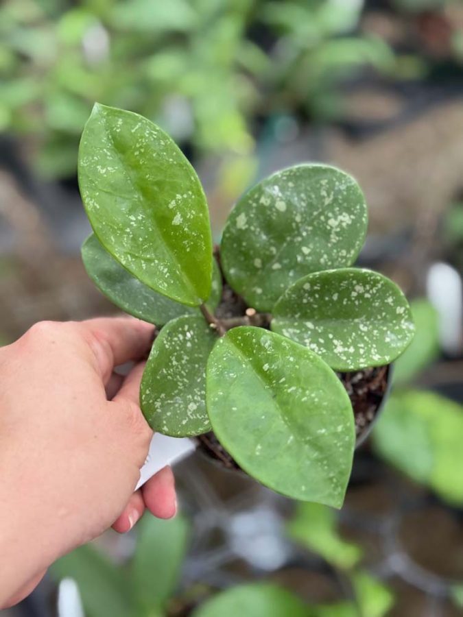 Hoya ‘David’s Green Cup’ SMS (splash) (4″ pot) – Gardino Nursery