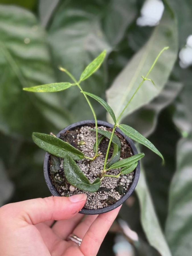 Hoya paradisea (3″ pot) – Gardino Nursery
