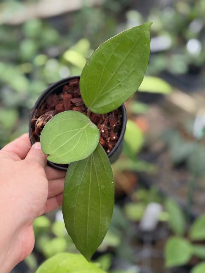 Hoya ‘Penny Candy’ MB 1173 (4″ pot) – Gardino Nursery