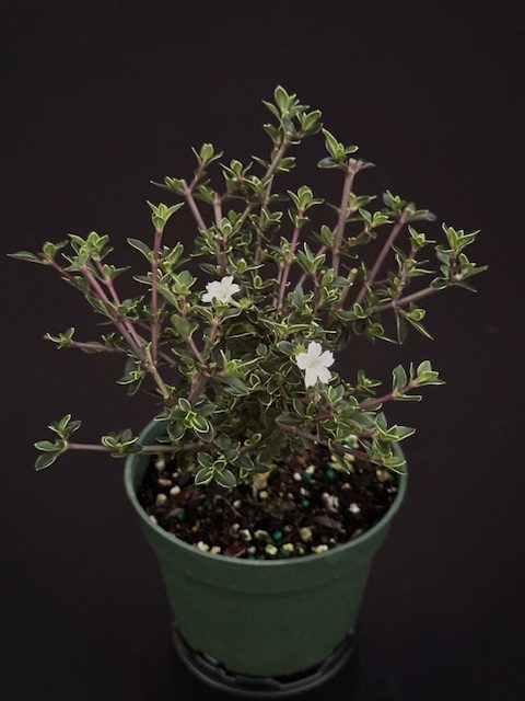 Serissa foetida (outer-variegated w/red stem) – Variegated Snow Rose (4 ...