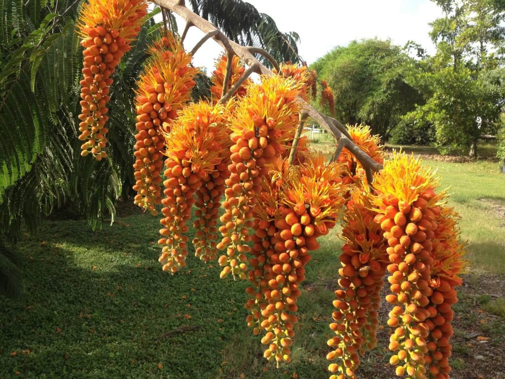 Colvillea racemosa – Colville’s Glory Tree (tall for pickup or large ...
