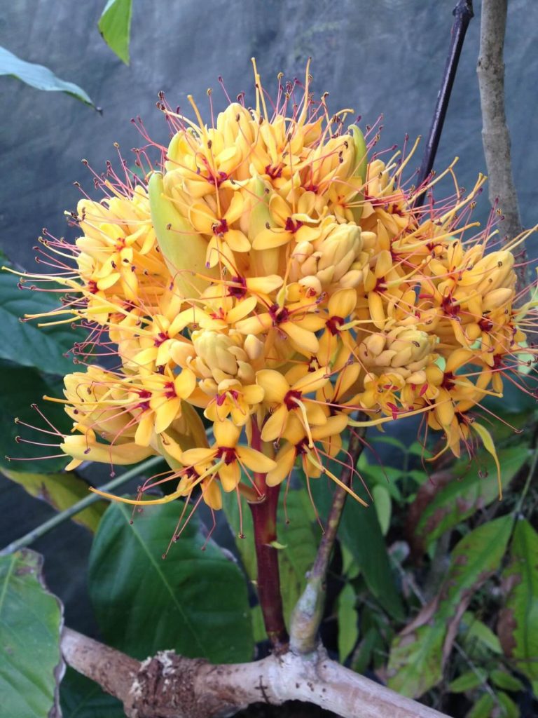 Saraca thaipingensis – Yellow Asoka Tree – Gardino Nursery