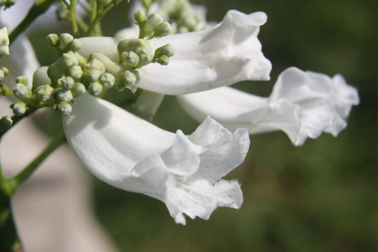 Jacaranda mimosifolia ‘Alba’ – White Jacaranda Tree (6″ pot graft ...