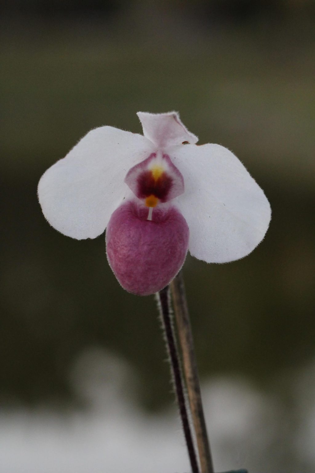 Paphiopedilum delenatii var. dunkel (3″ pot) – Gardino Nursery
