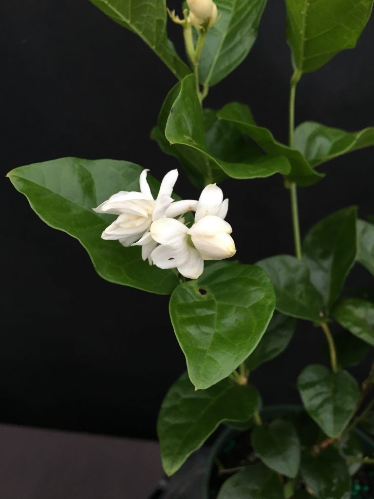 Jasminum sambac ‘Mysore Mulli’ – Arabian Jasmine (4″ pot) – Gardino Nursery