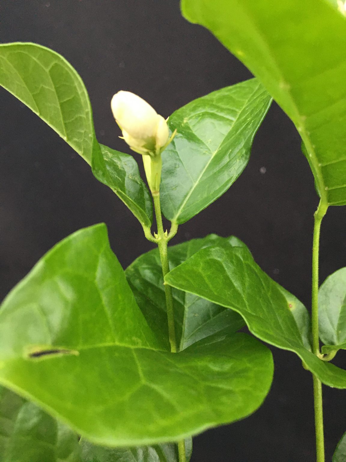 Jasminum sambac ‘Mysore Mulli’ – Arabian Jasmine (4″ pot) – Gardino Nursery